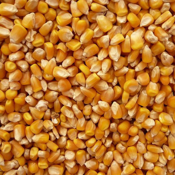 Our Products – EAST AGRO